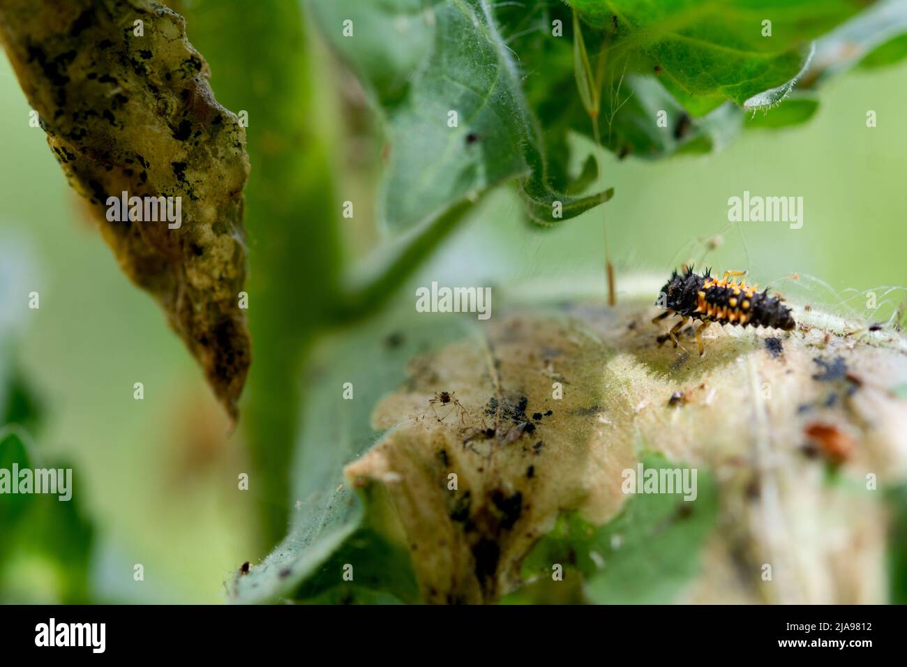 Ladybug larva hi-res stock photography and images - Alamy