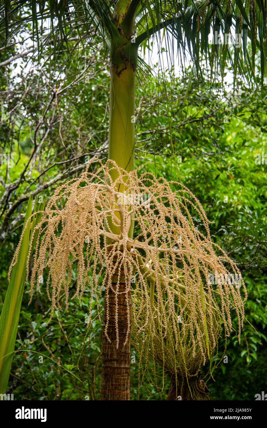 Tropical palm tree in flower Stock Photo - Alamy