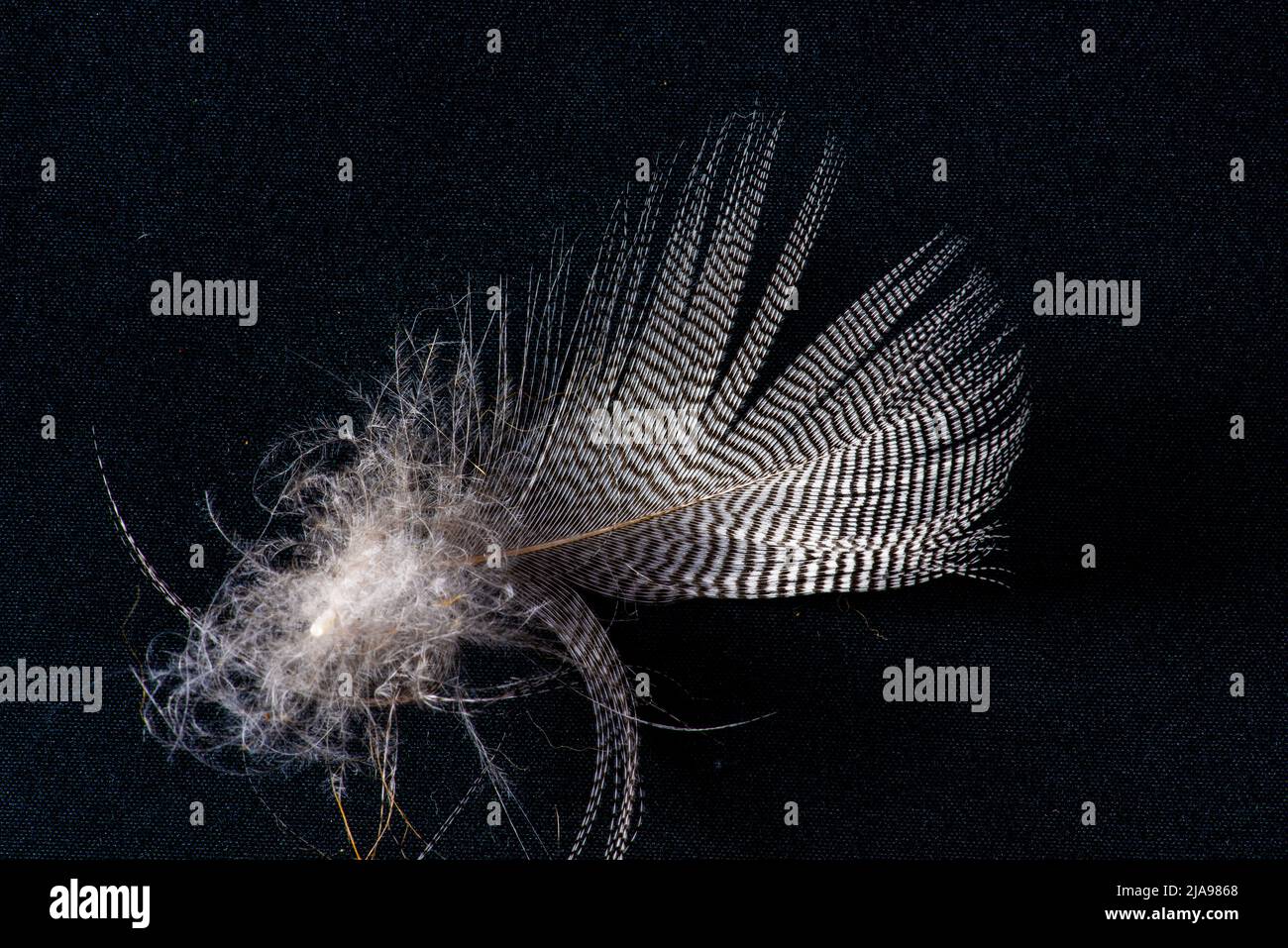 Australian duck feather on black background Stock Photo - Alamy