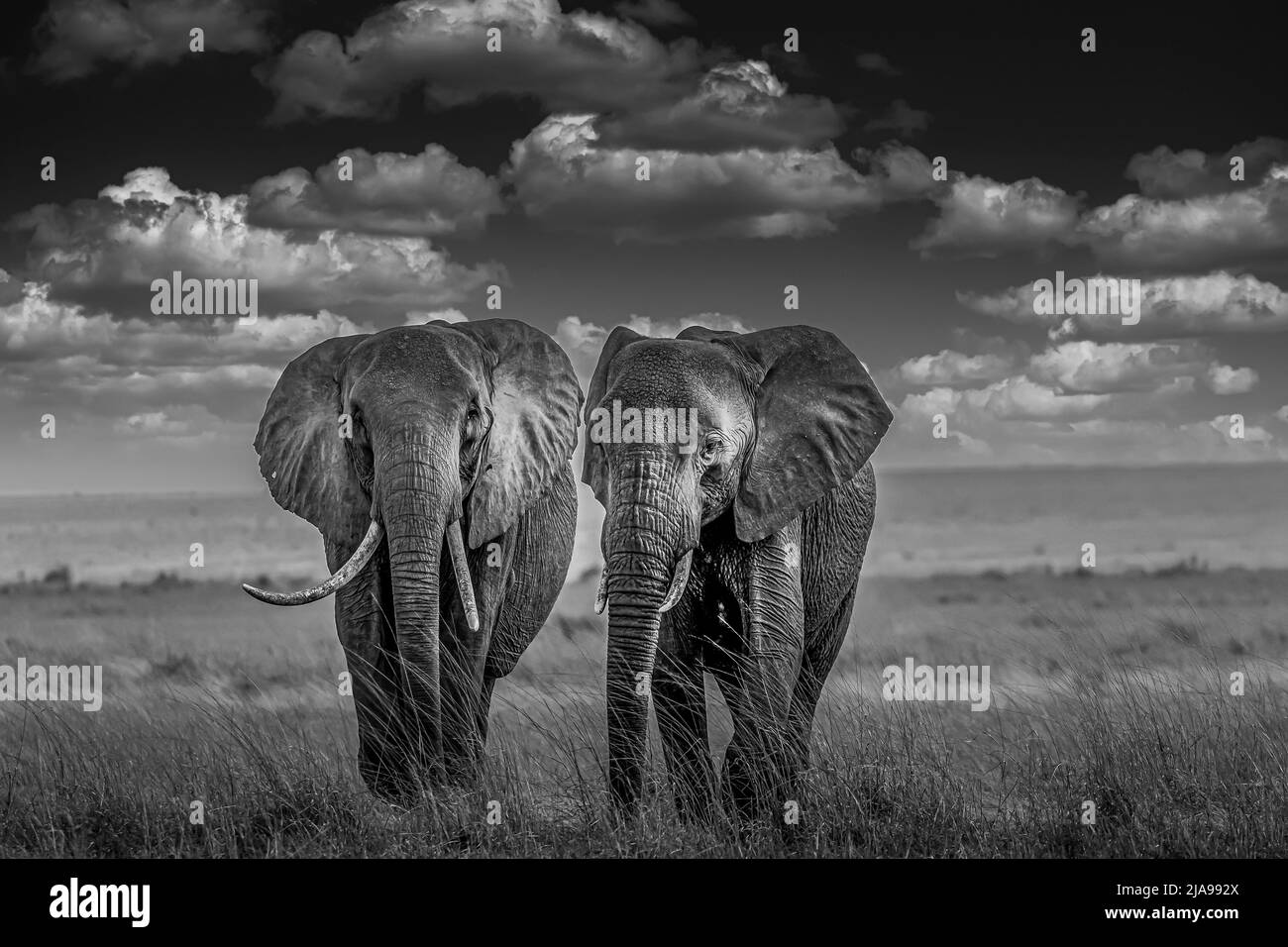 Elephants silhouette Black and White Stock Photos & Images - Alamy
