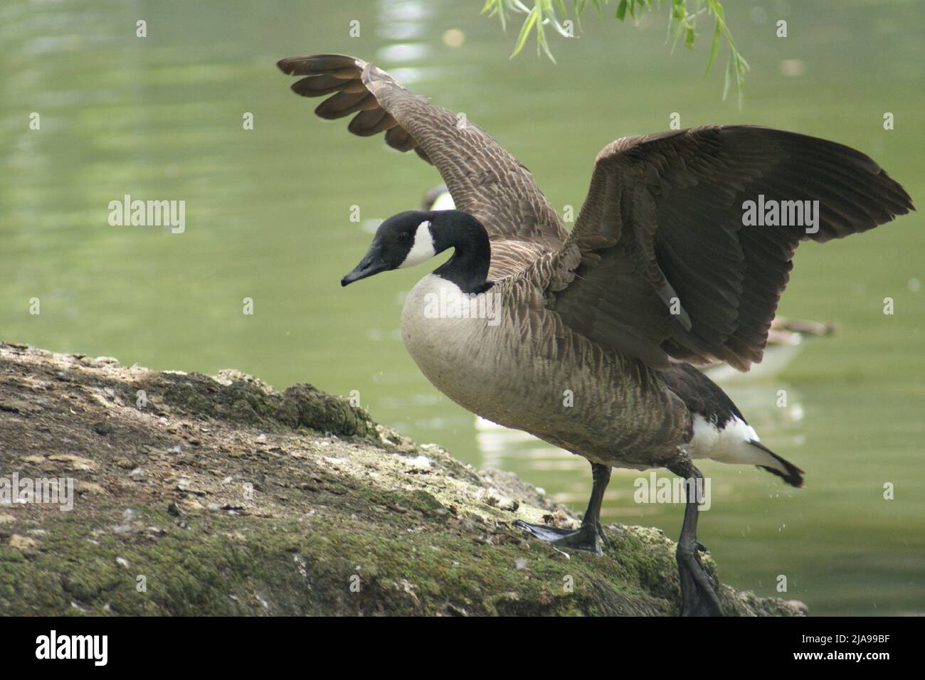 Canadian Goose with wings spread on Island Stock Photo - Alamy