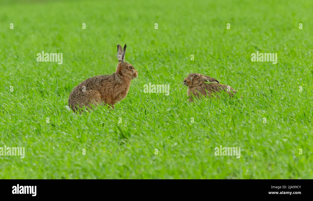 Two hares facing each other hi-res stock photography and images - Alamy