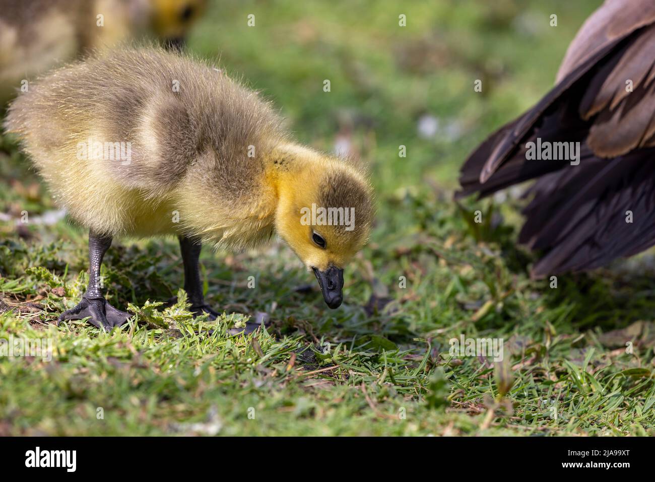 Goslings looking food hi-res stock photography and images - Alamy