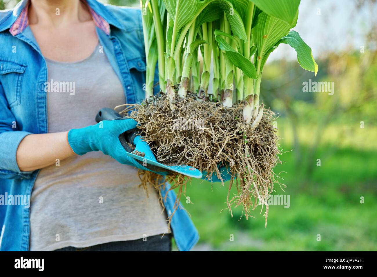 Hosta roots hi-res stock photography and images - Alamy