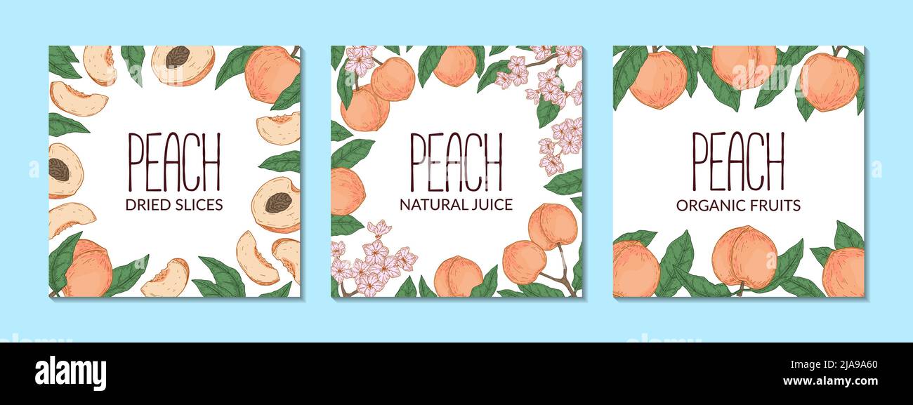 Set of hand drawn peach designs. Vector illustration in sketch style ...