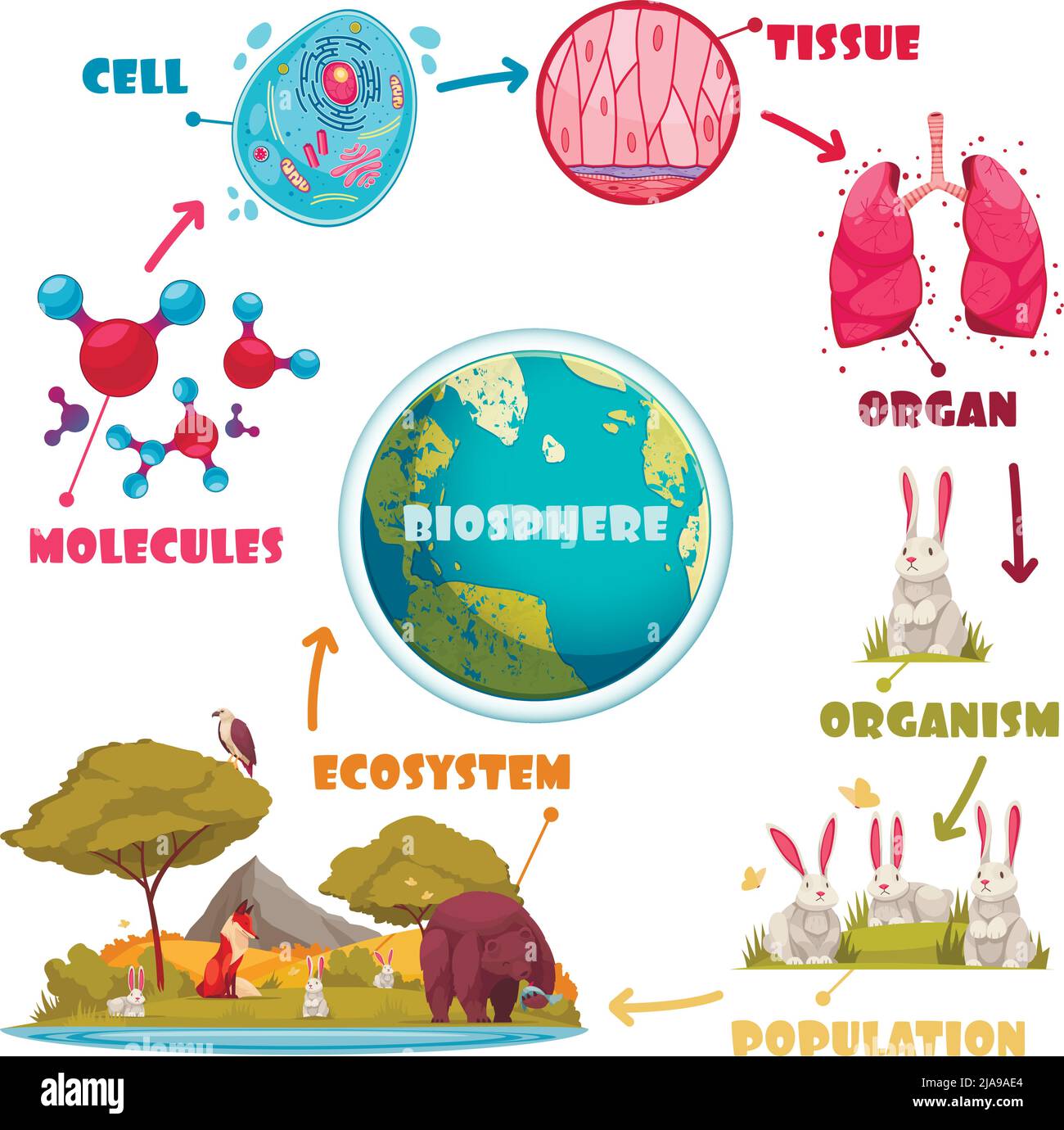 Biological hierarchy set of molecule cell tissue organ organism ...