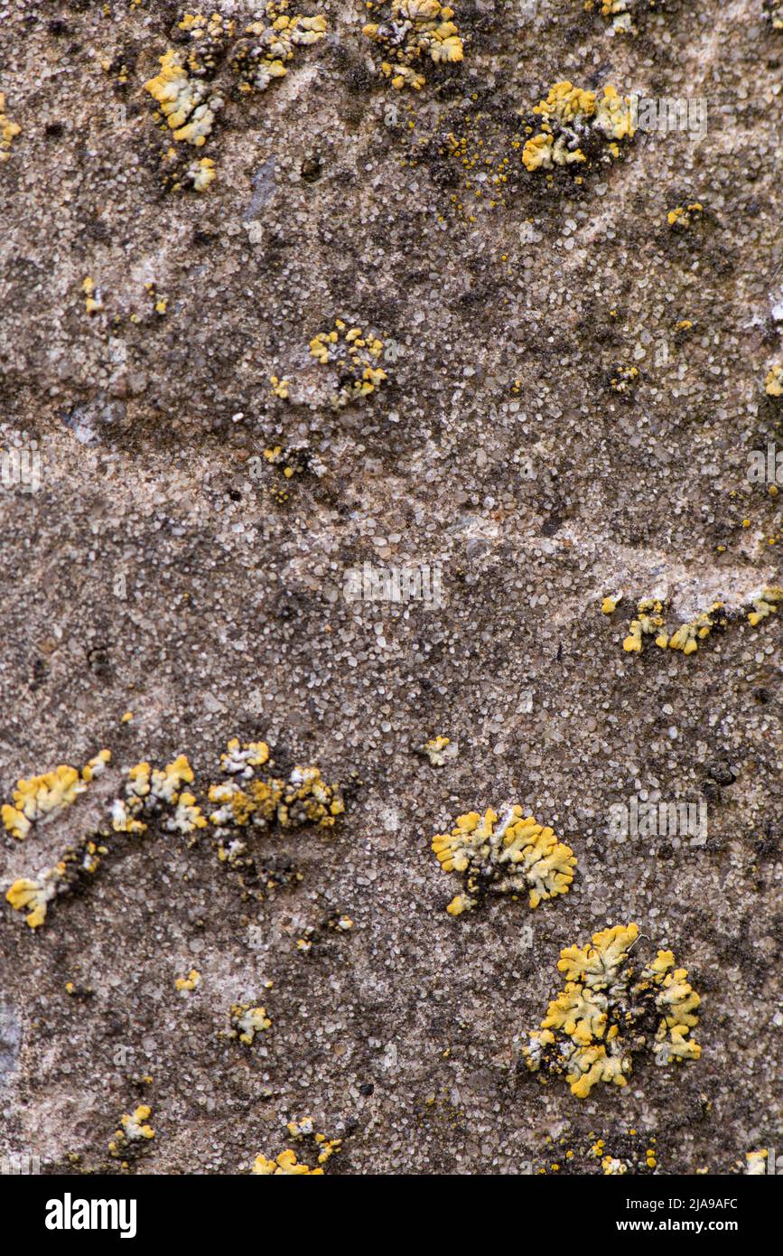 Background concrete aged with traces of fungus, moss and plaster ...