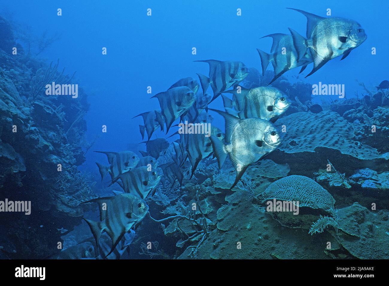 A schooling Atlantic spadefishes (Chaetodipterus faber), swimming over ...