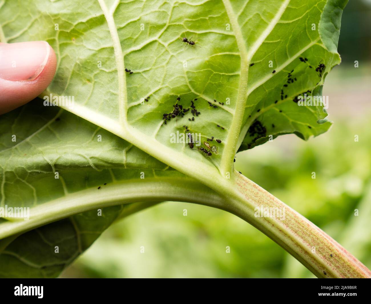 black bean aphid, a pest, on a rhubarb leaf feeds on the plant juices ...