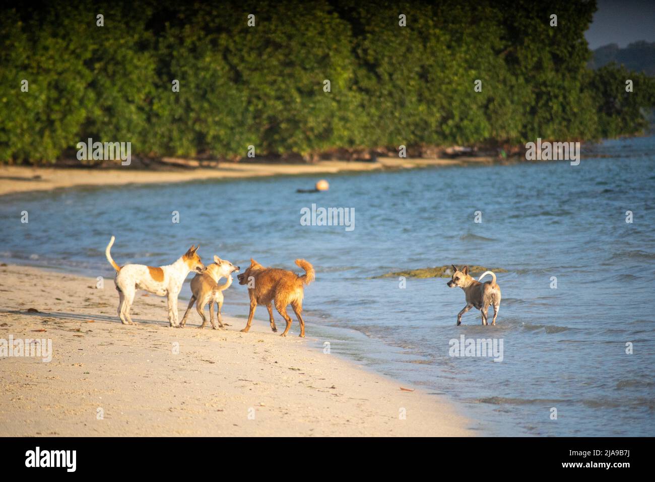Indian pet dogs playing on the beach splashing water around while they ...
