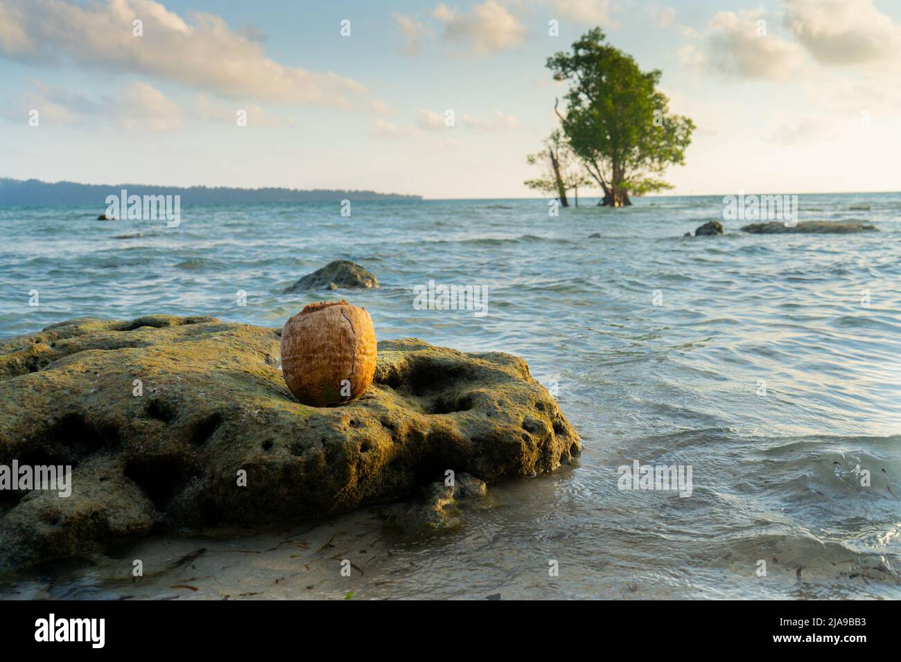 Colorful vacation shot with lone green mangrove tree in the middle of ...