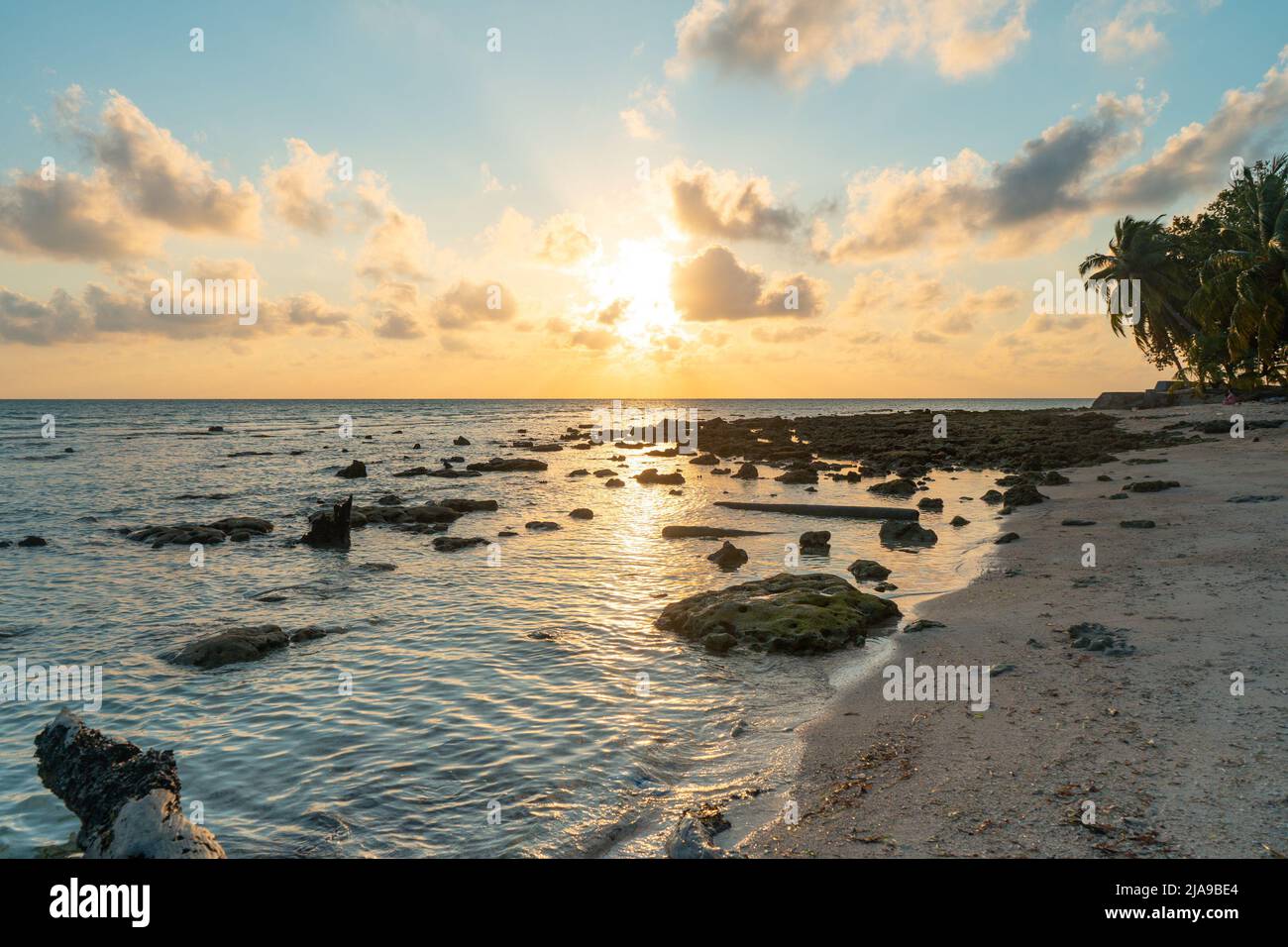 tree log on the beach with corn blue green water panning to mangrove ...