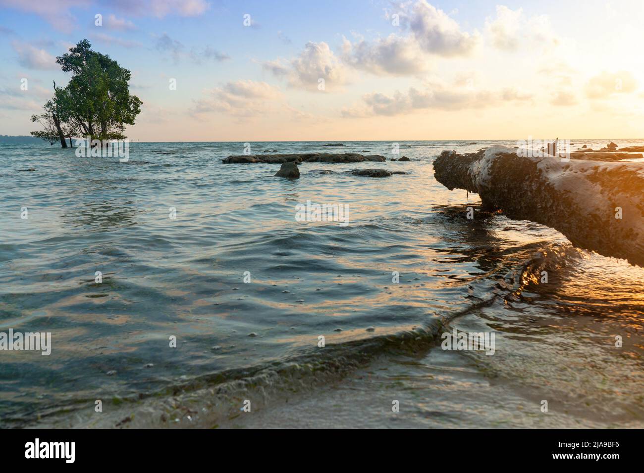 tree log on the beach with corn blue green water panning to mangrove ...