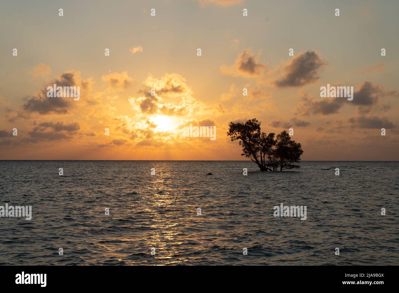 Swamp red mangrove rhizophora mangle hi-res stock photography and ...