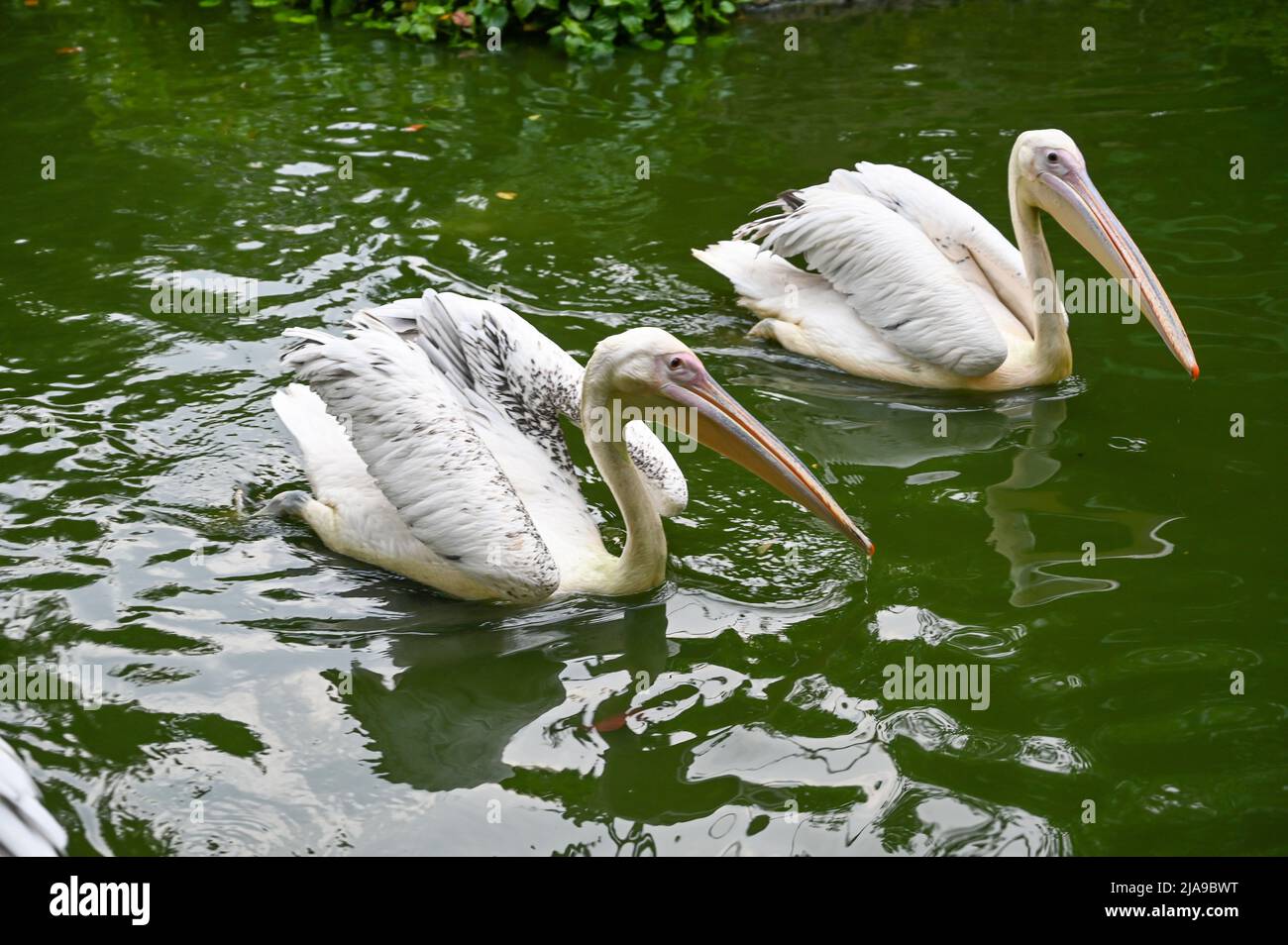Pelican, Large water birds swimming in Water pond Stock Photo - Alamy