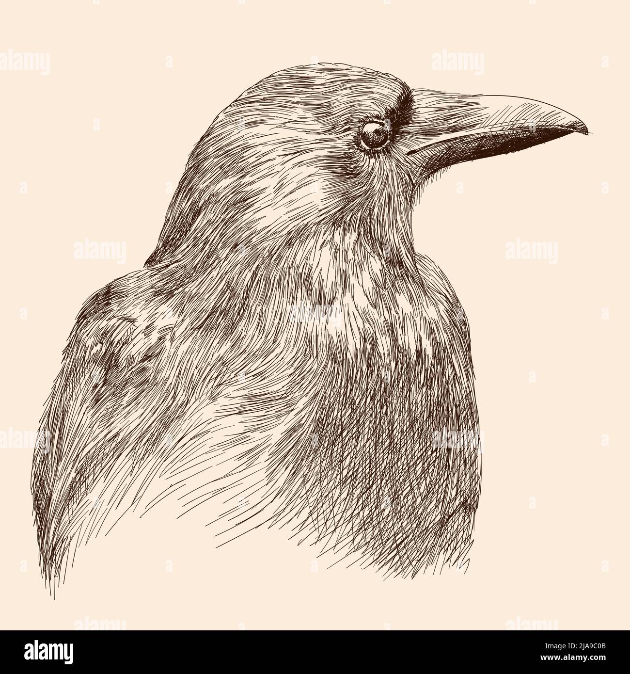 Hand drawing black raven. Sketch on a beige background Stock Vector ...