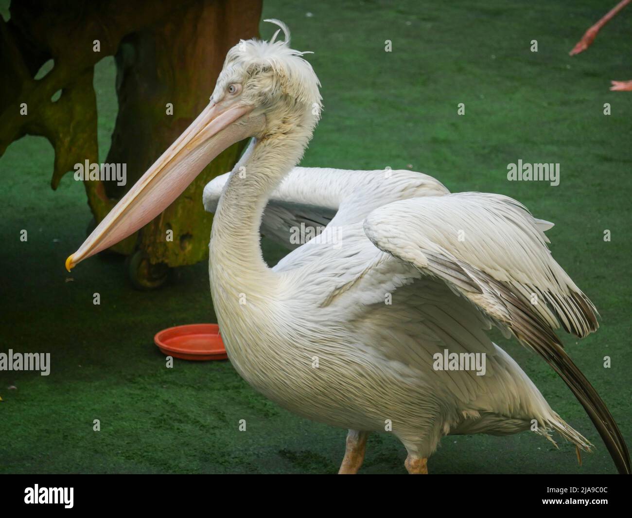 Wide open huge beak hi-res stock photography and images - Alamy