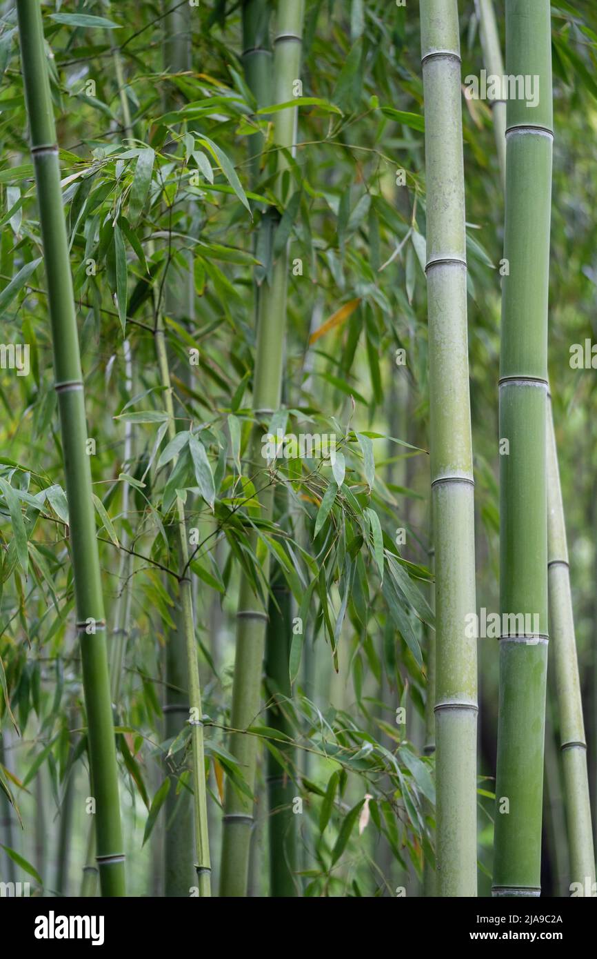 Closeup of green bamboo stems in tropical park. bamboo plants Stock ...