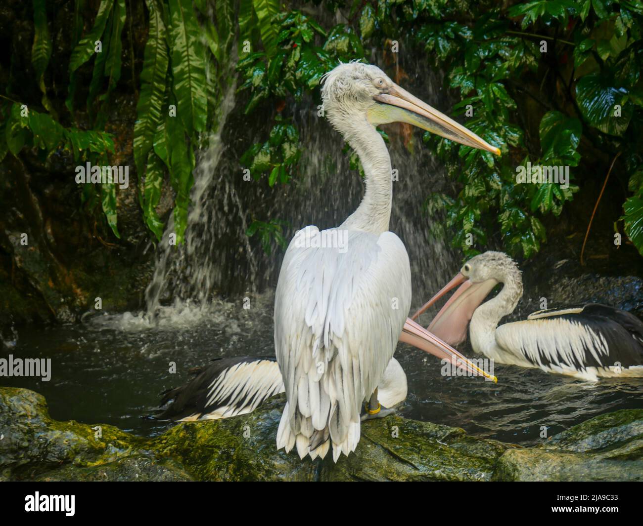 Pelican, Large water birds swimming in Water pond Stock Photo - Alamy