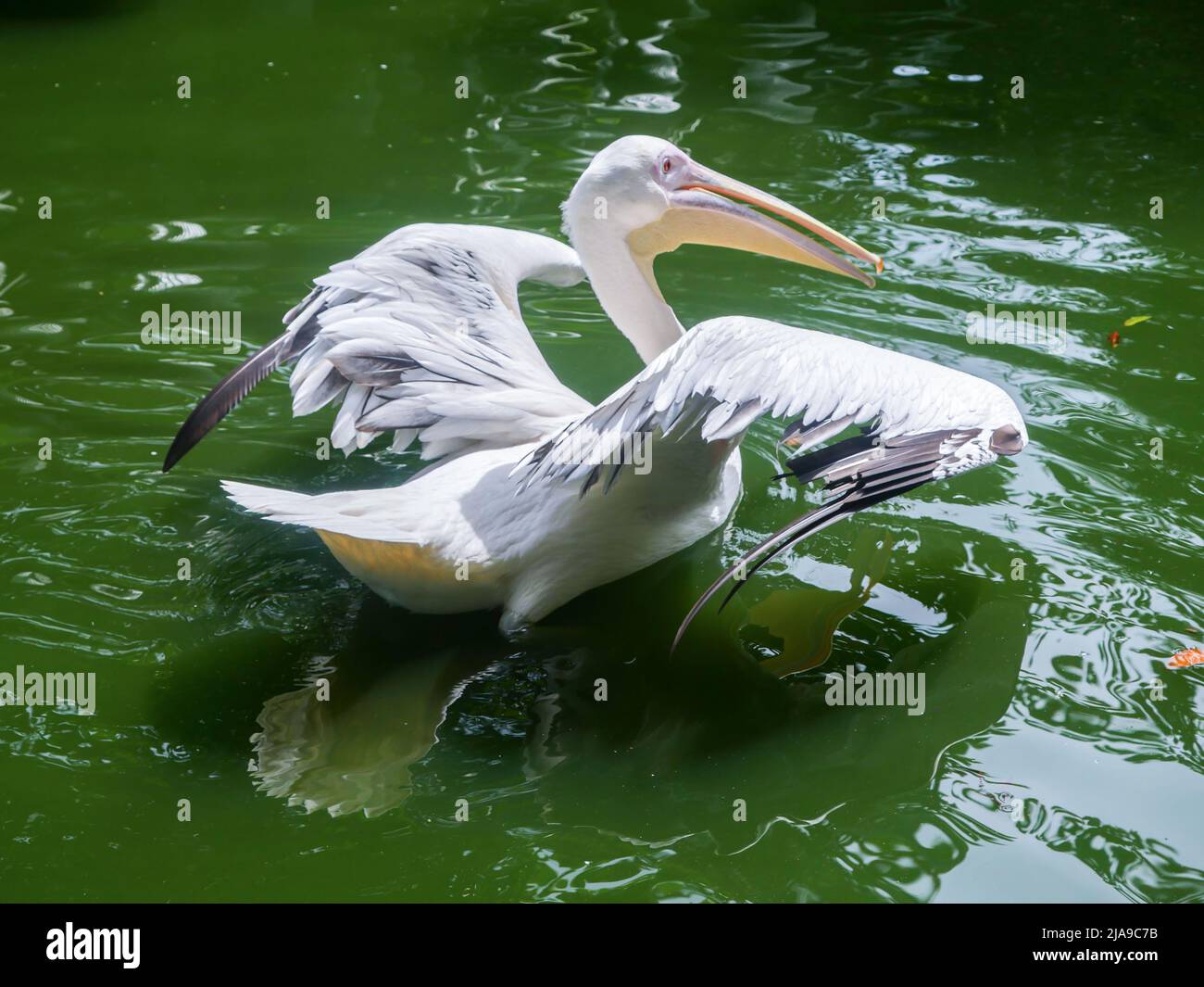 Pelican bird swan on lake hi-res stock photography and images - Alamy