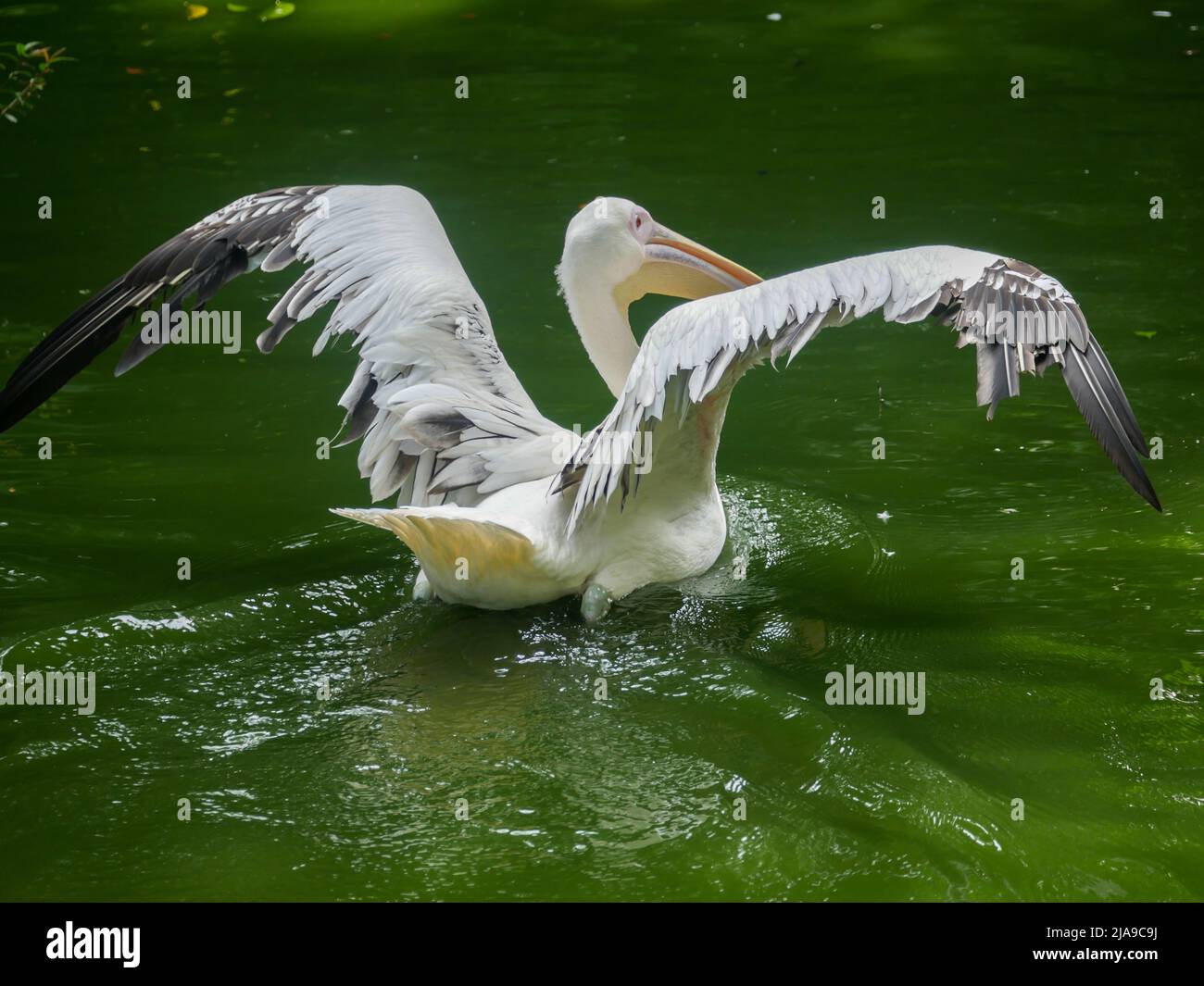 Pelican, big water birds wide open their wings Stock Photo - Alamy
