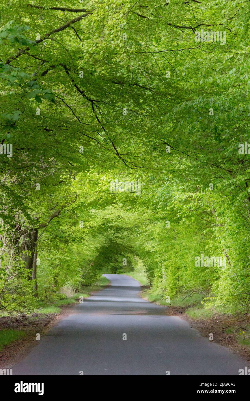 Empty country road through a tunnel of trees in early summer time with ...