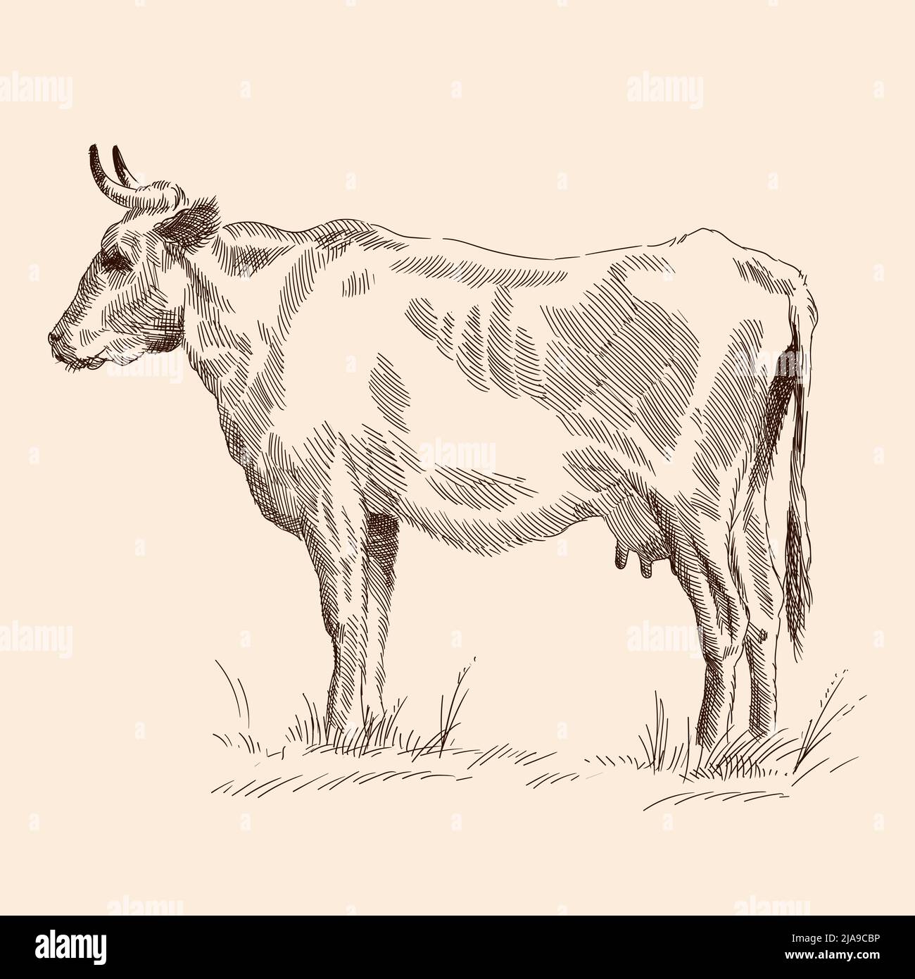 A cow stand on the grass in a pasture. Pencil sketch drawing isolated ...