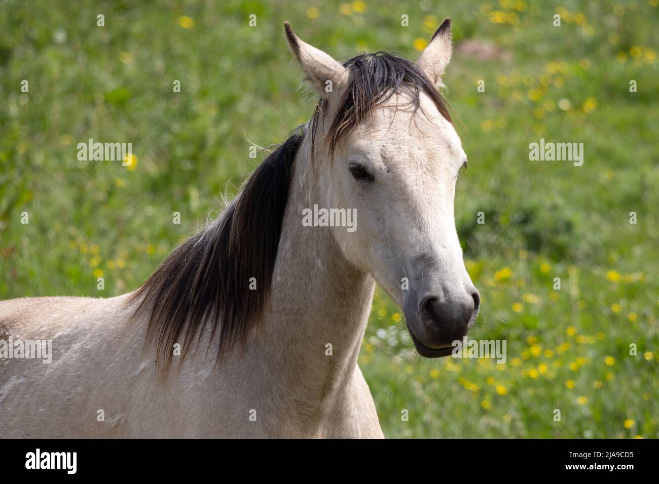 Pale horse standing in field at Outer Hope in Devon Stock Photo - Alamy