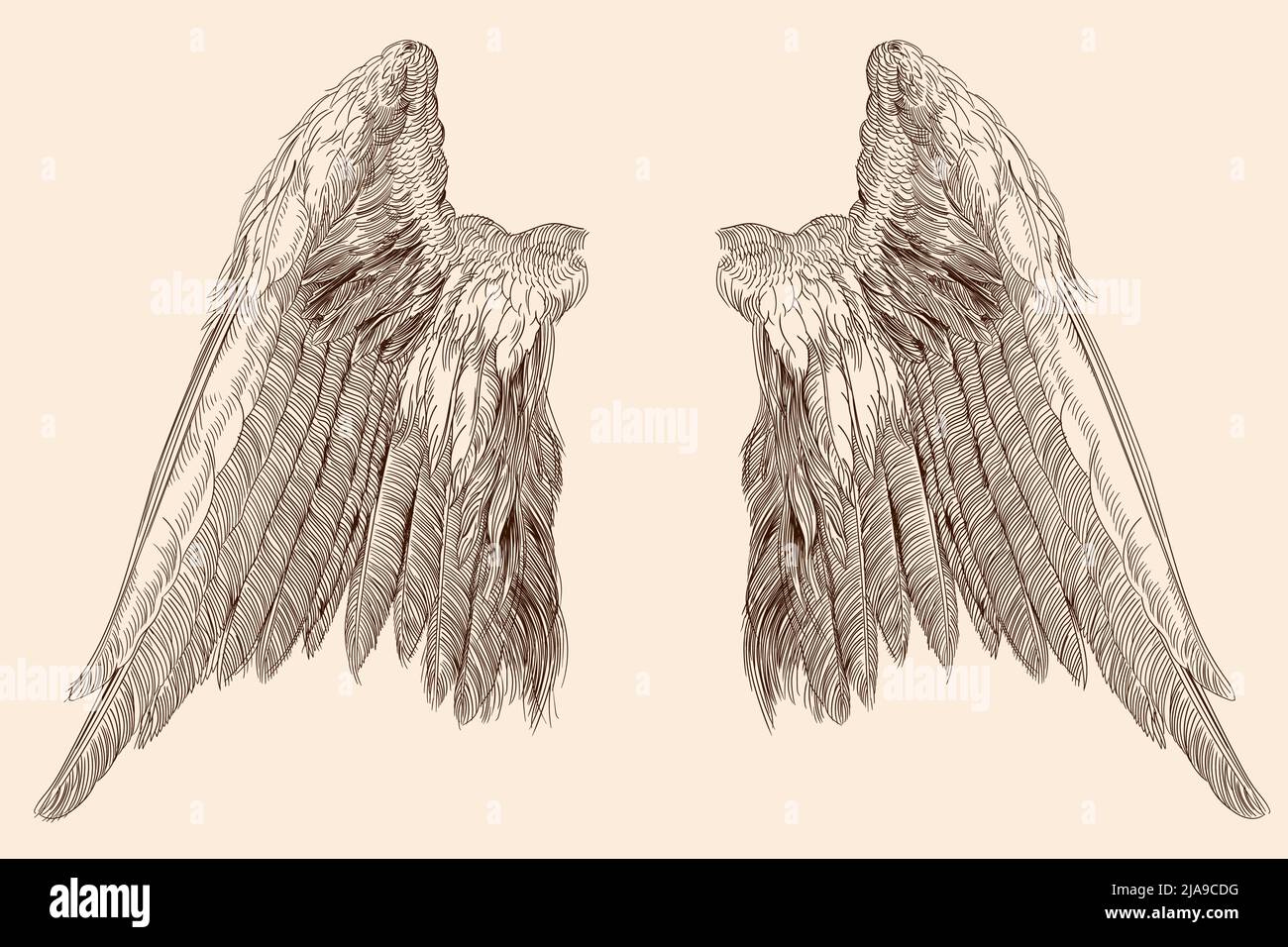 Two spread wings of an angel made of feathers isolated on a beige ...
