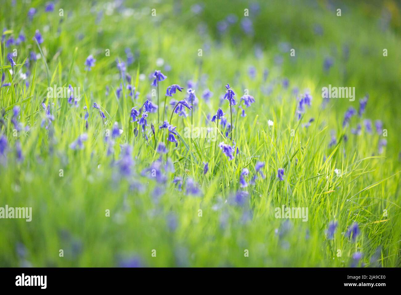 Bright blue bluebell flowers in a woodland glade in spring time in ...
