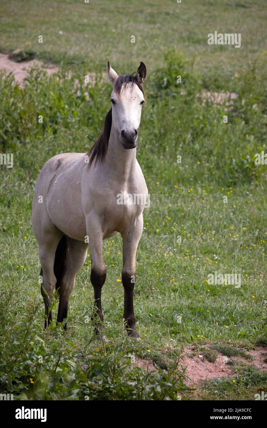 Pale horse standing in field at Outer Hope in Devon Stock Photo - Alamy