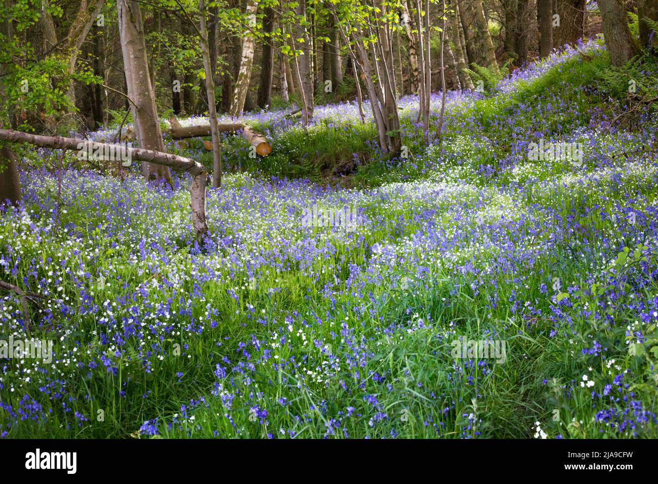 A beech wood full of bright blue bluebell flowers in spring time in ...