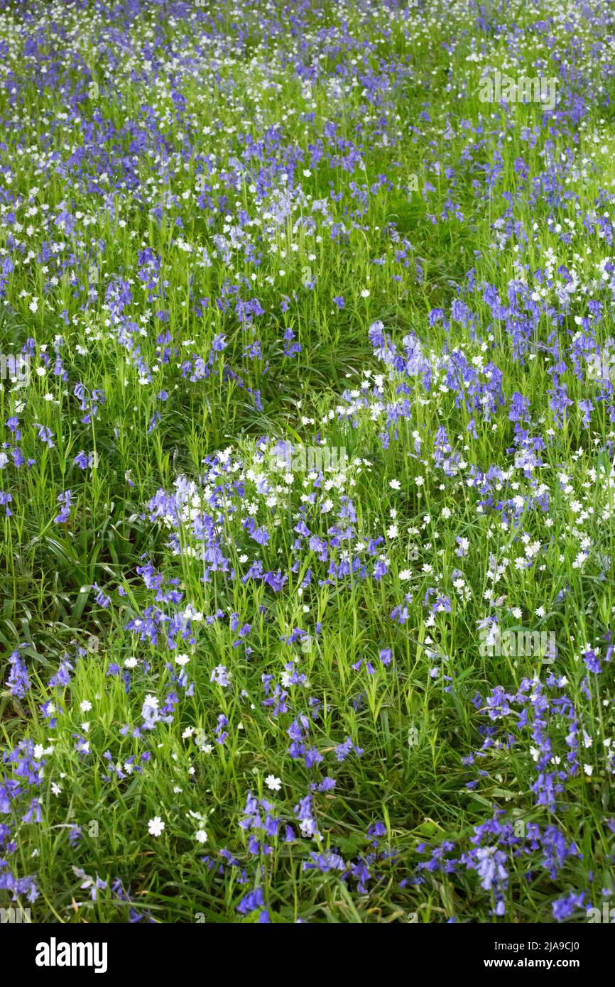 Bright blue bluebell flowers in a woodland glade in spring time in ...
