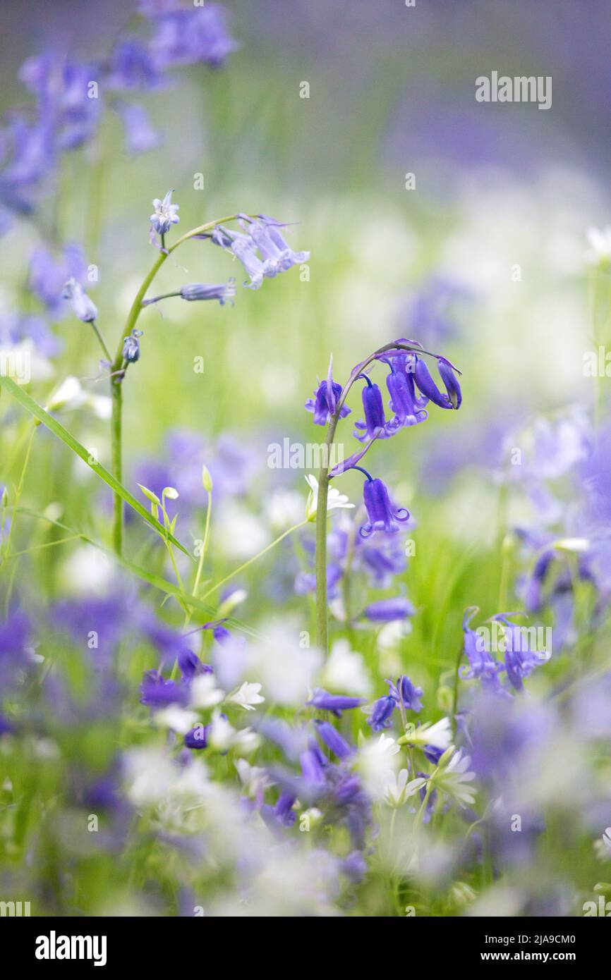 Sprinkling of wildflowers hi-res stock photography and images - Alamy