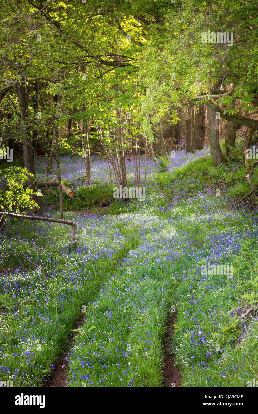 A beech wood full of bright blue bluebell flowers in spring time in ...