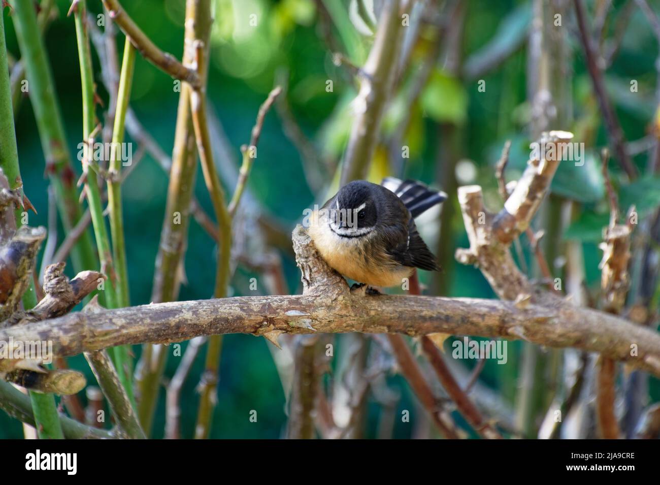 Fantail new zealand hi-res stock photography and images - Alamy