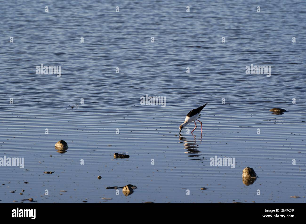 Pied stilt hi-res stock photography and images - Alamy