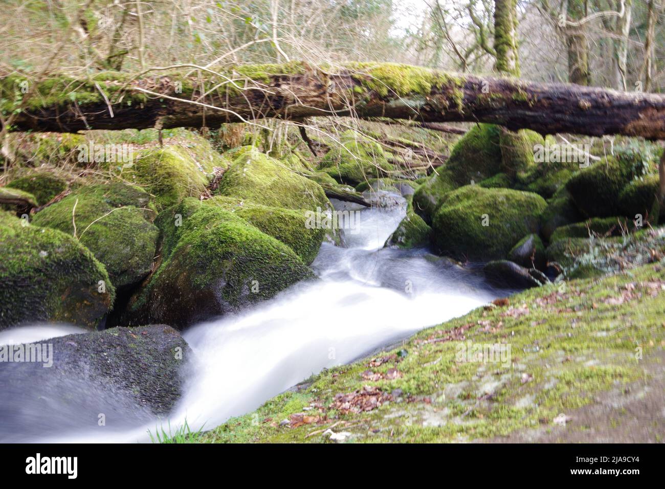 nature in some woods and at the park Stock Photo - Alamy