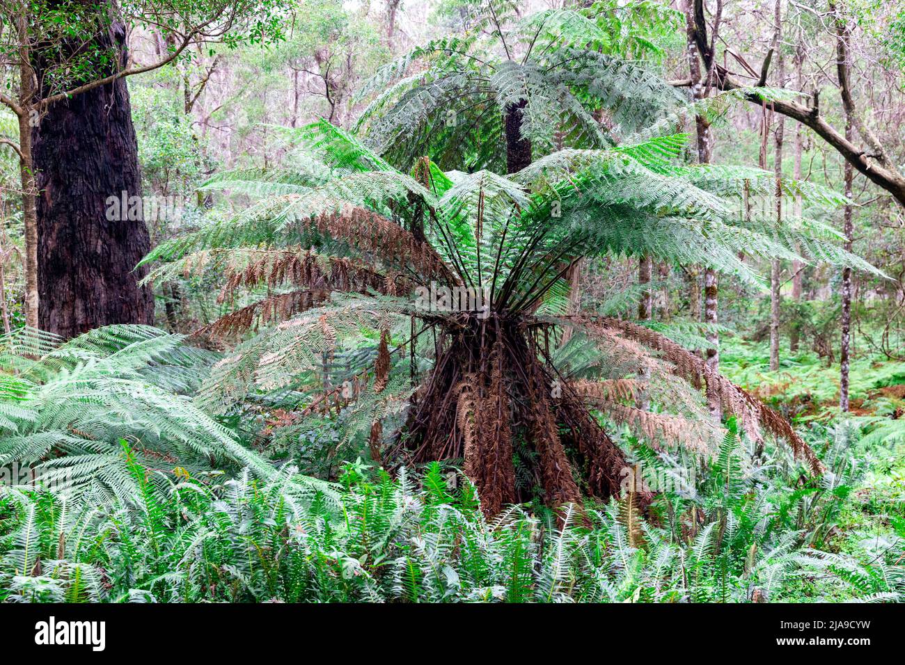 Cathedral of ferns blue mountains hi-res stock photography and images ...