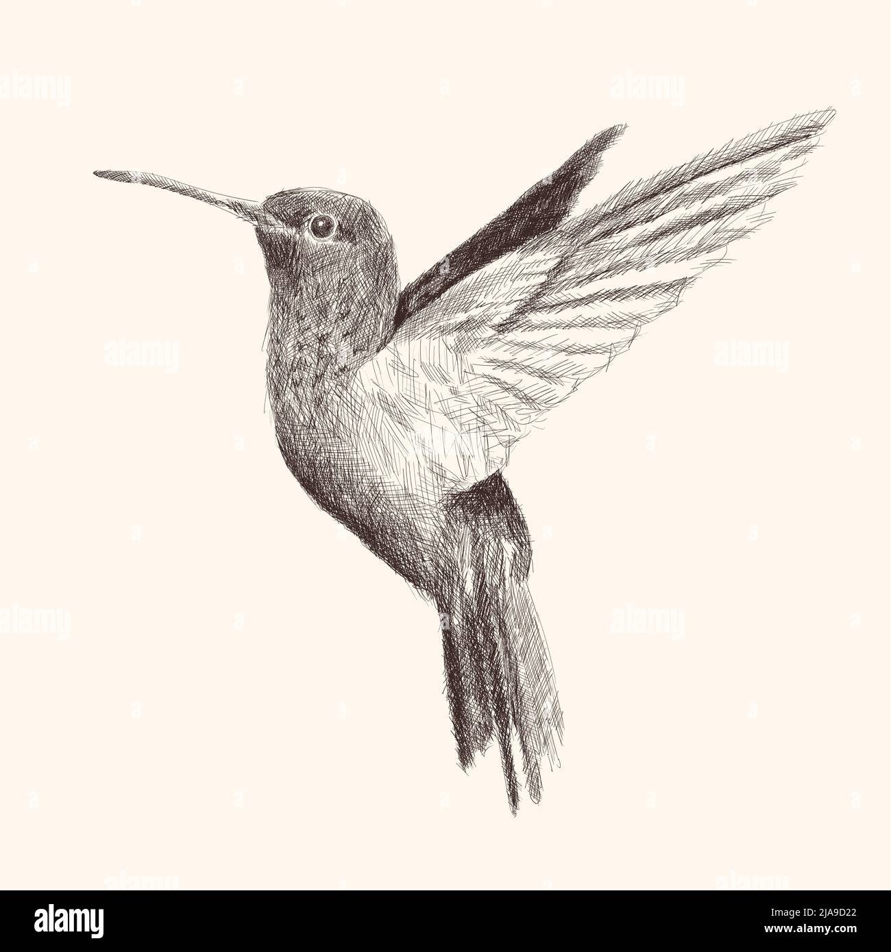 Hummingbird flaps its wings and flies. Pencil hand drawing sketch on a ...