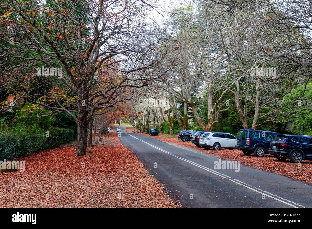 Mount Wilson in the Blue mountains of NSW, autumn season and colour in ...