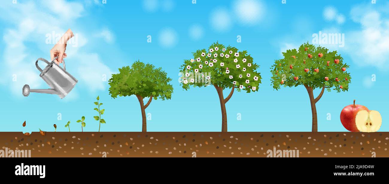 Apple tree life cycle background with fertilization realistic vector ...