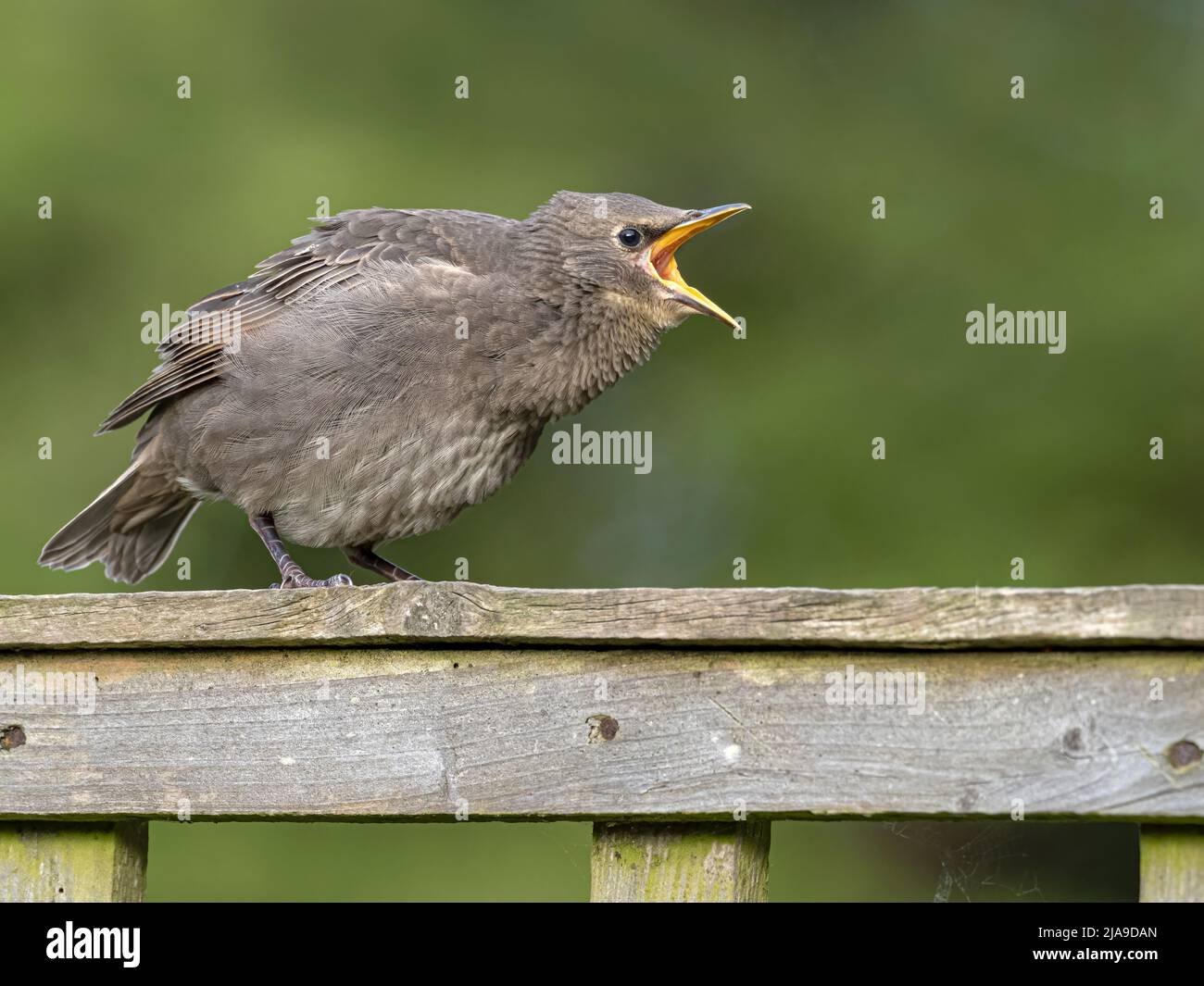 Starling, Sturnus vulgaris, fledgling chick begging Norfolk, May Stock ...