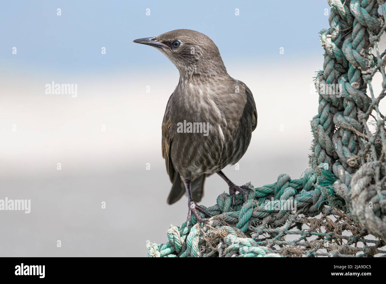 Starling habitat hi-res stock photography and images - Alamy
