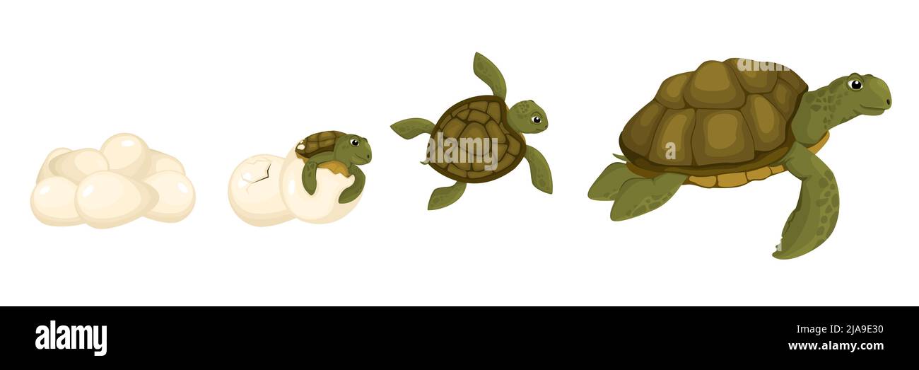 Set of isolated icons with characters of mature turtle with little one ...