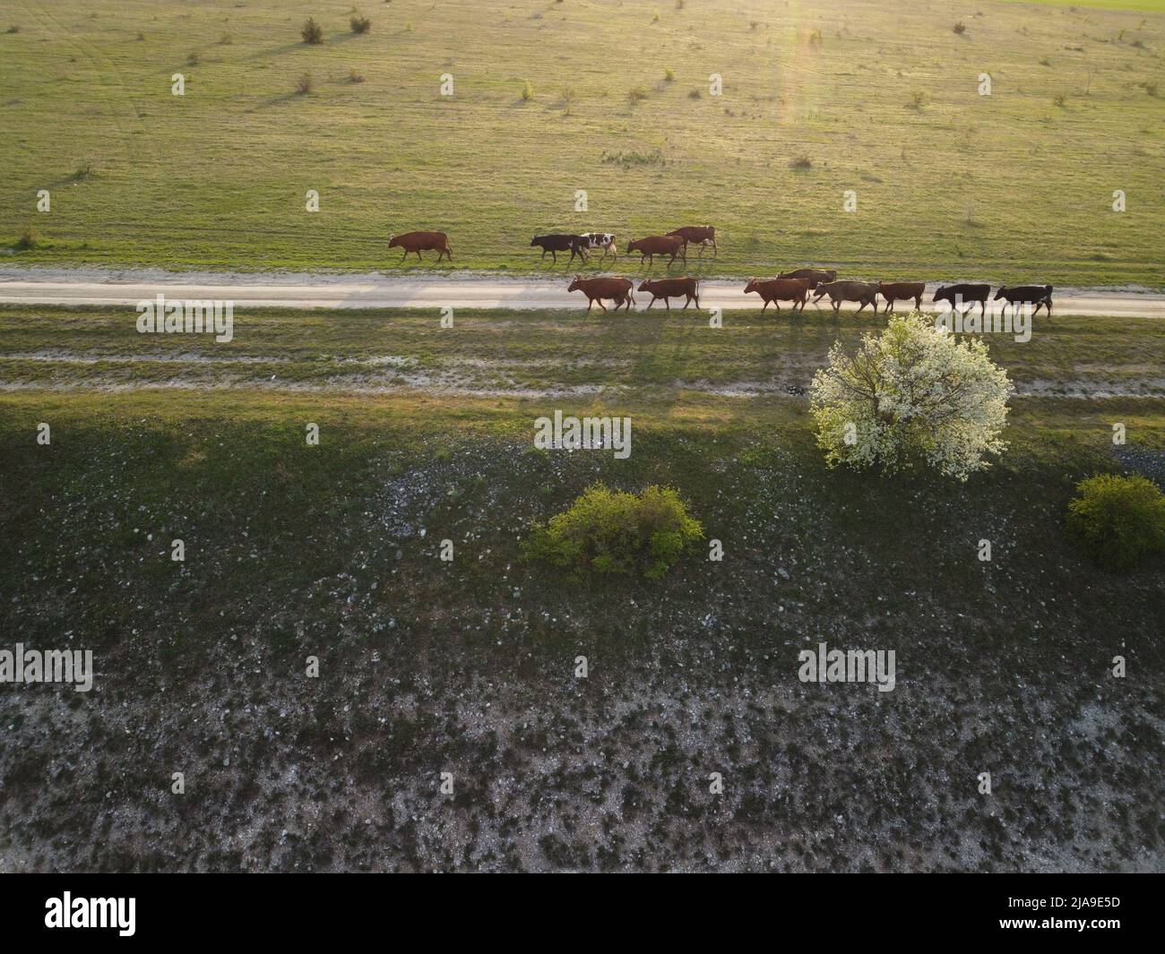 AERIAL: Flying over a small herd of cattle cows walking uniformly down ...
