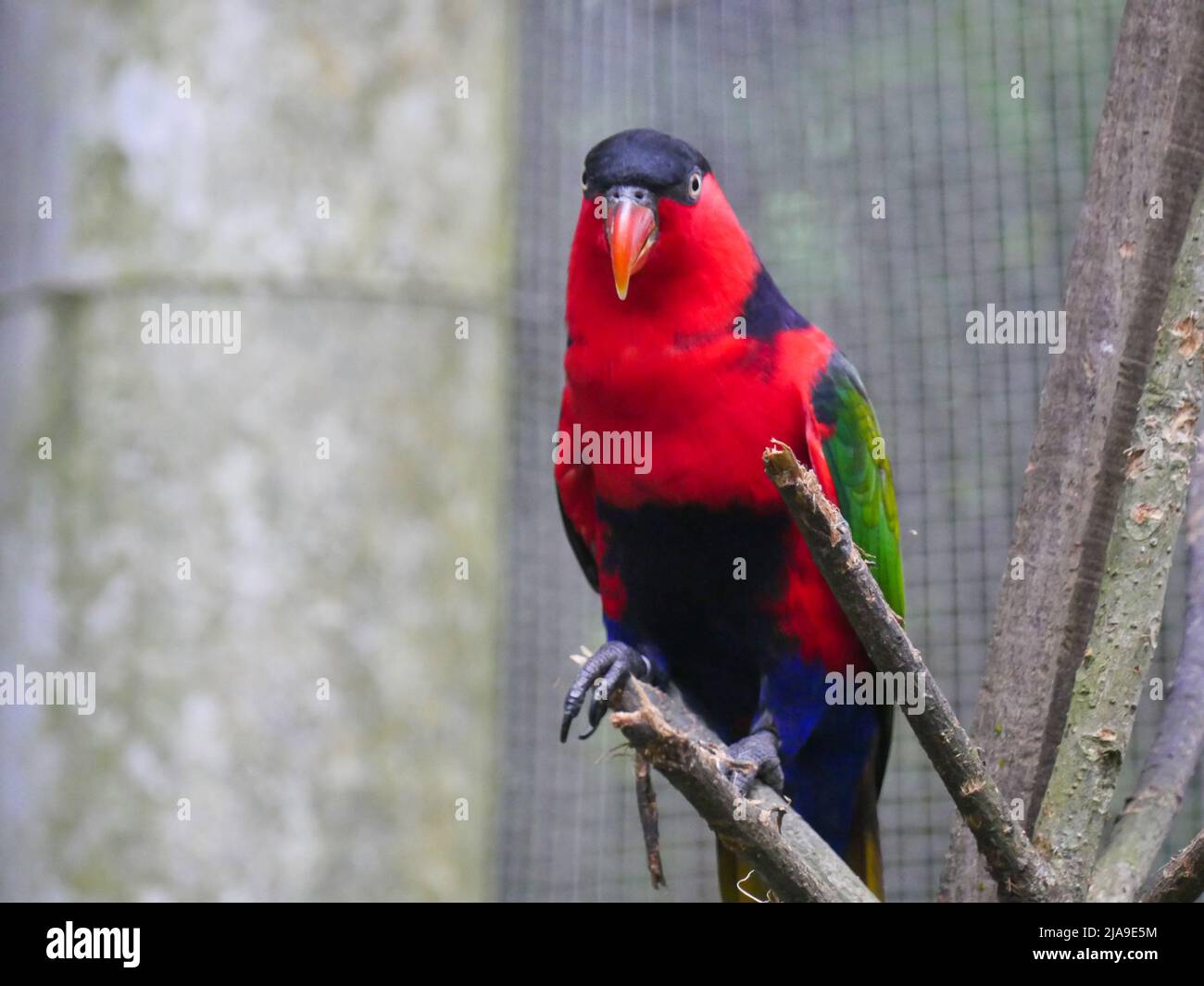 purple-naped lory (Lorius domicella) is a species of parrot, seated on ...