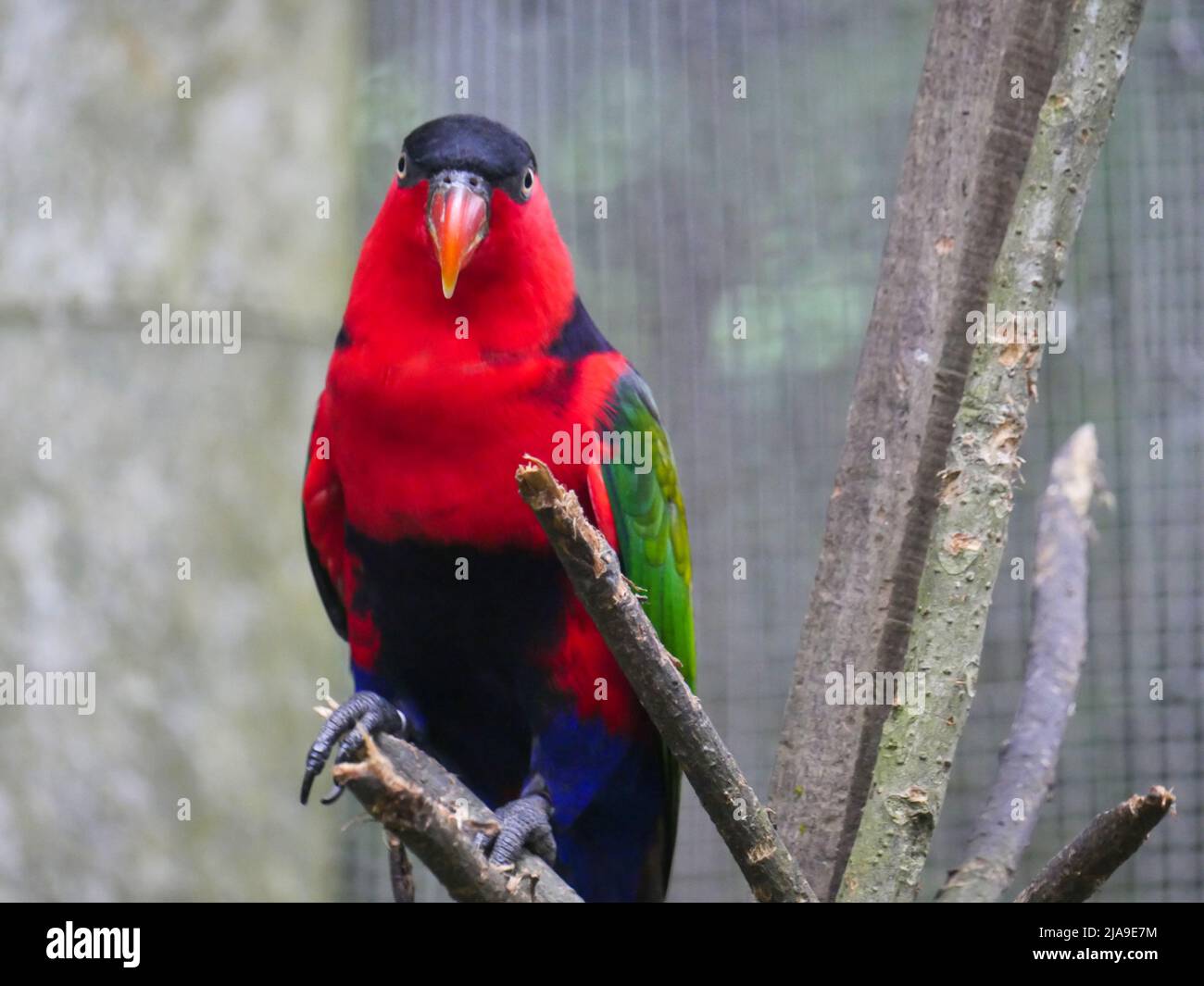purple-naped lory (Lorius domicella) is a species of parrot, seated on ...