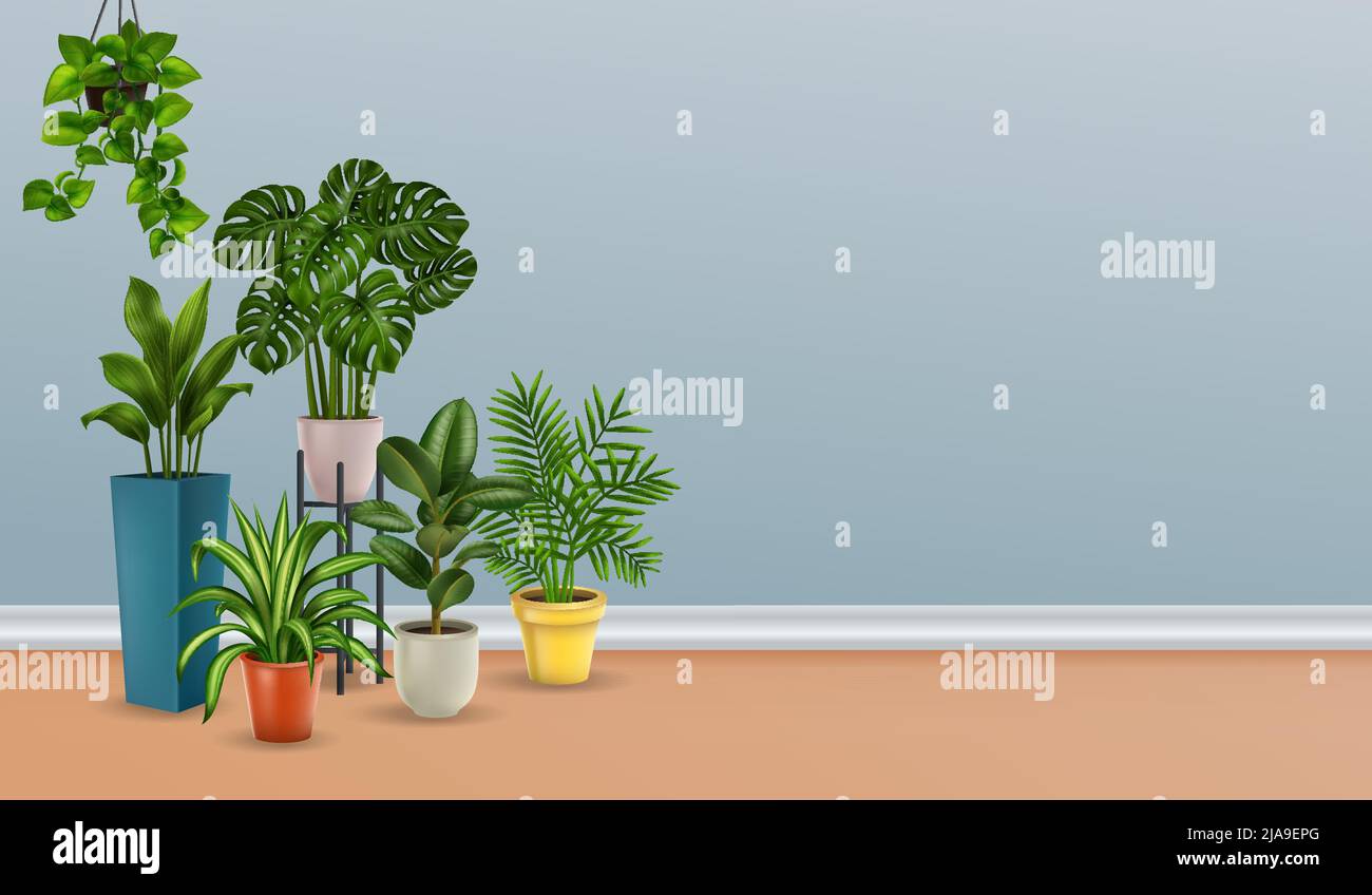 Many house plants put together are shown on the left side of the ...