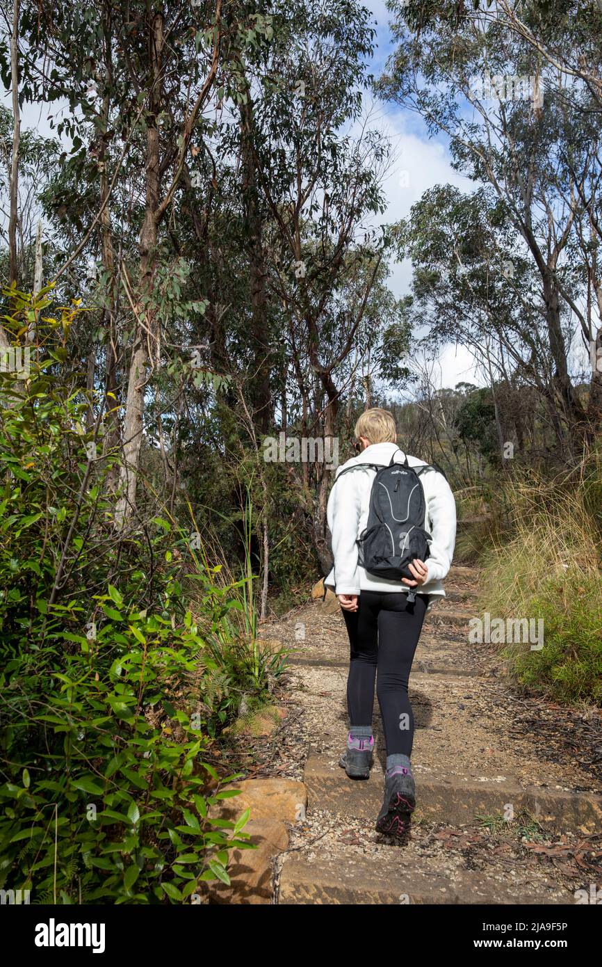 Blue Mountains hiking, woman hiker model released on a walking trail in ...